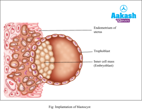 Pregnancy and Embryonic Development: Gastrulation, Ectoderm & Parturition | AESL